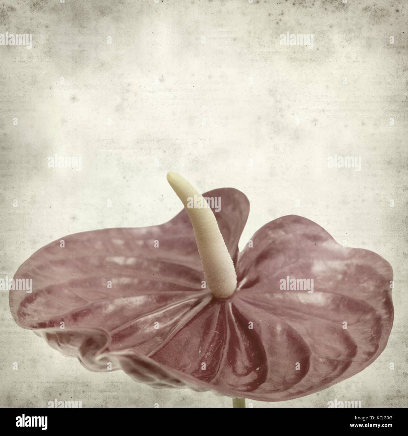 textured old paper background with dull magenta Anthurium flower Stock ...