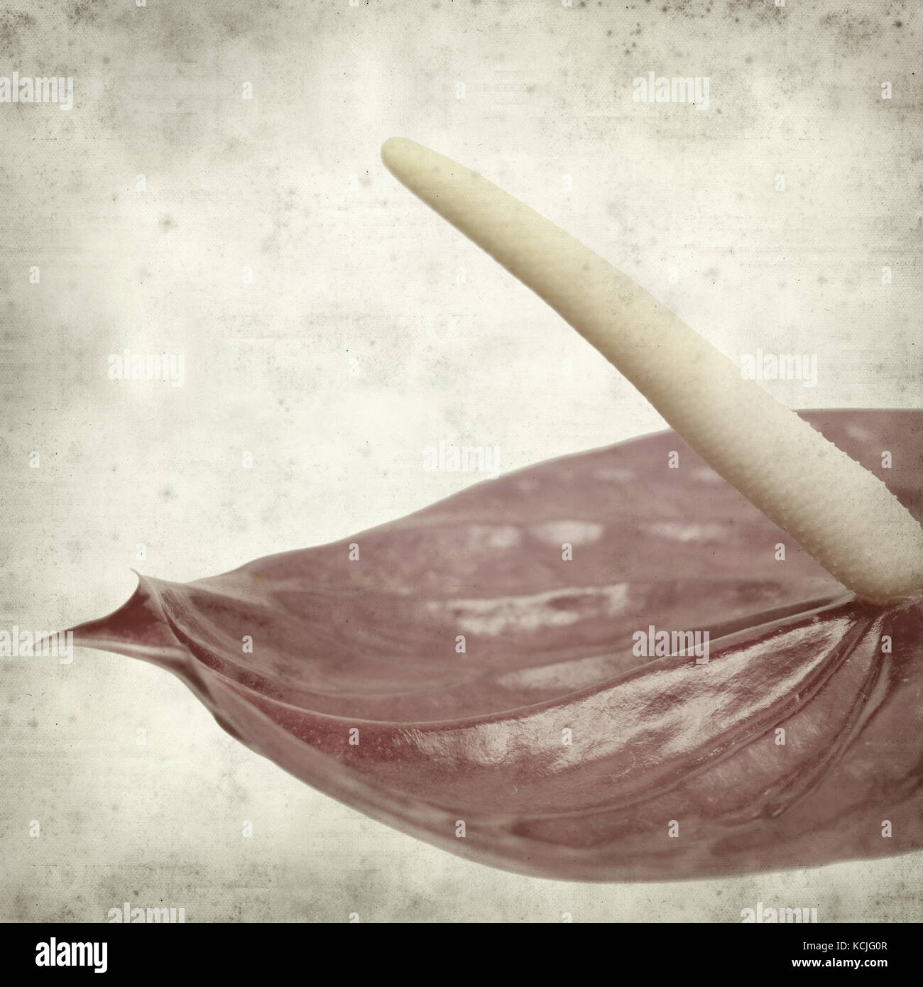 textured old paper background with dull magenta Anthurium flower Stock ...