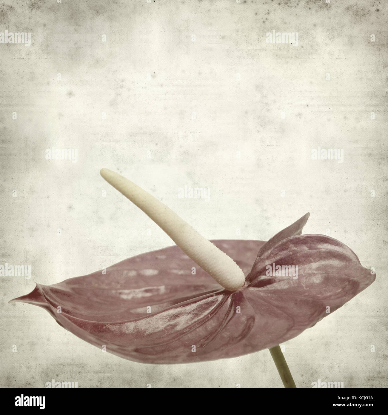 textured old paper background with dull magenta Anthurium flower Stock ...