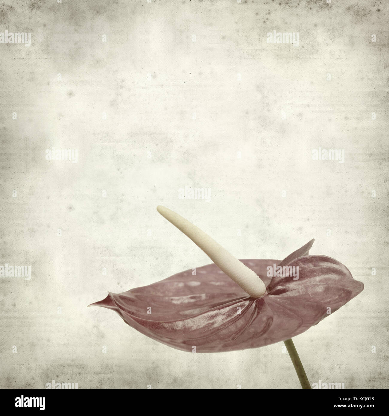 textured old paper background with dull magenta Anthurium flower Stock ...