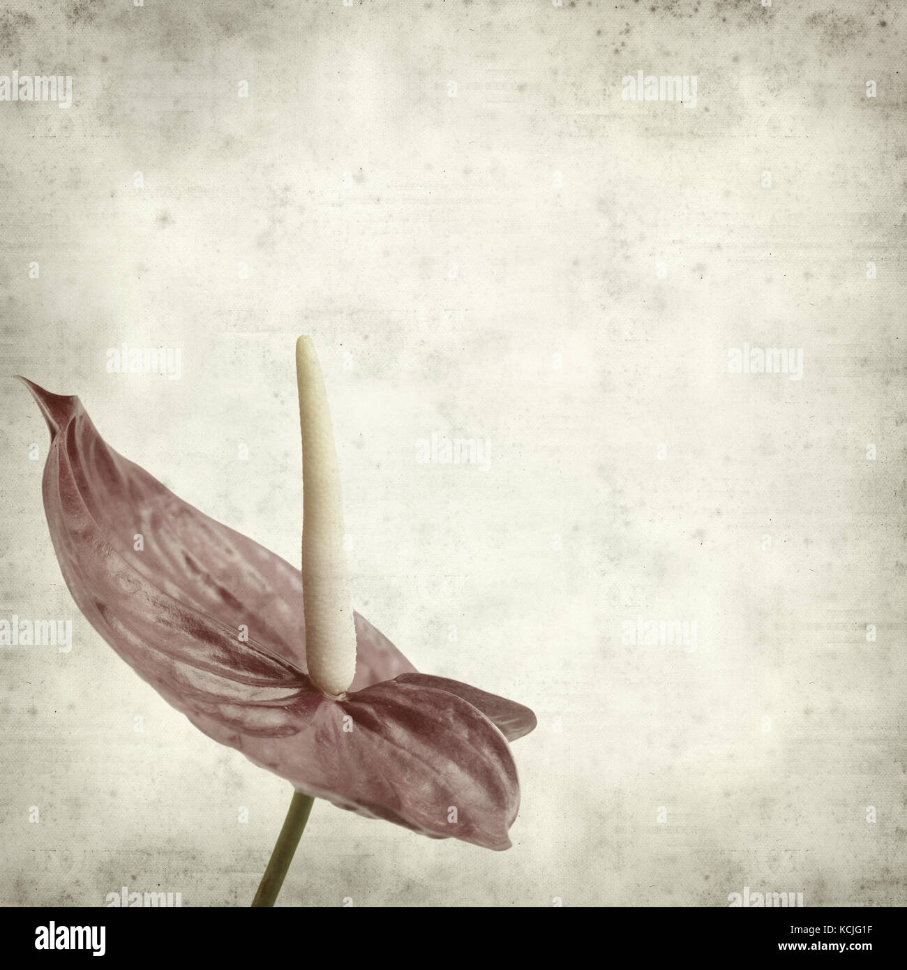 textured old paper background with dull magenta Anthurium flower Stock ...
