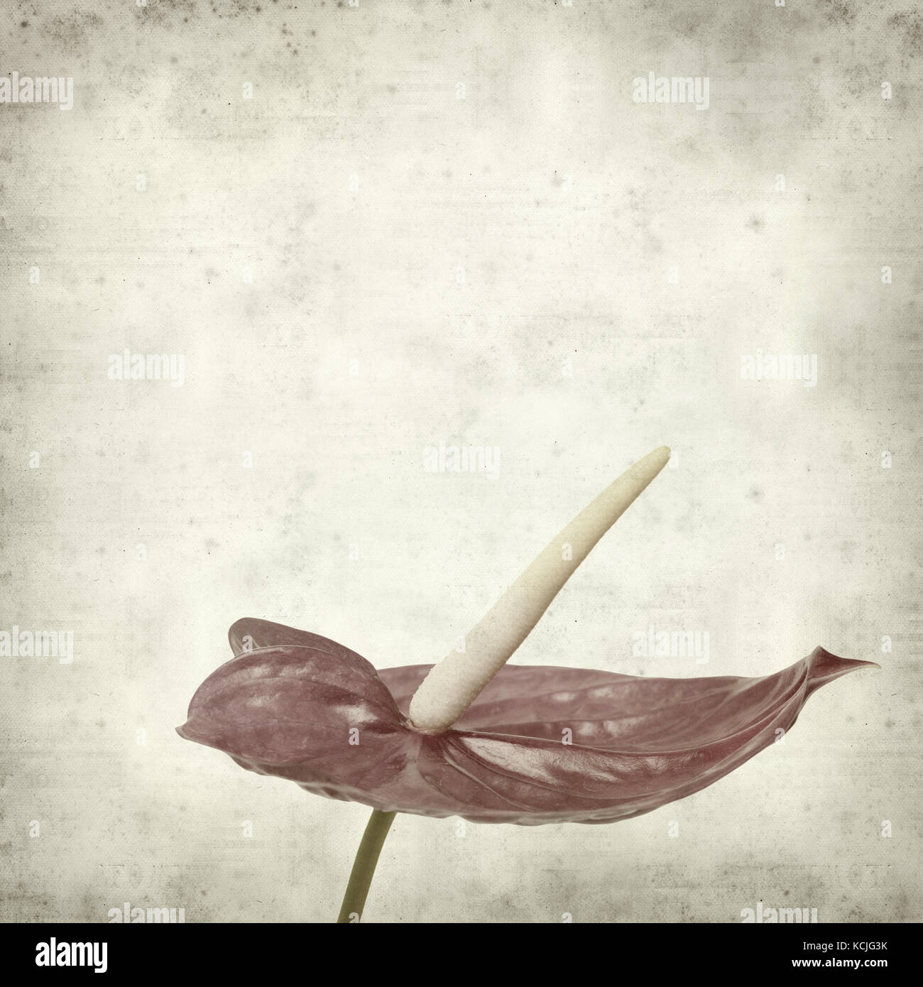 textured old paper background with dull magenta Anthurium flower Stock ...
