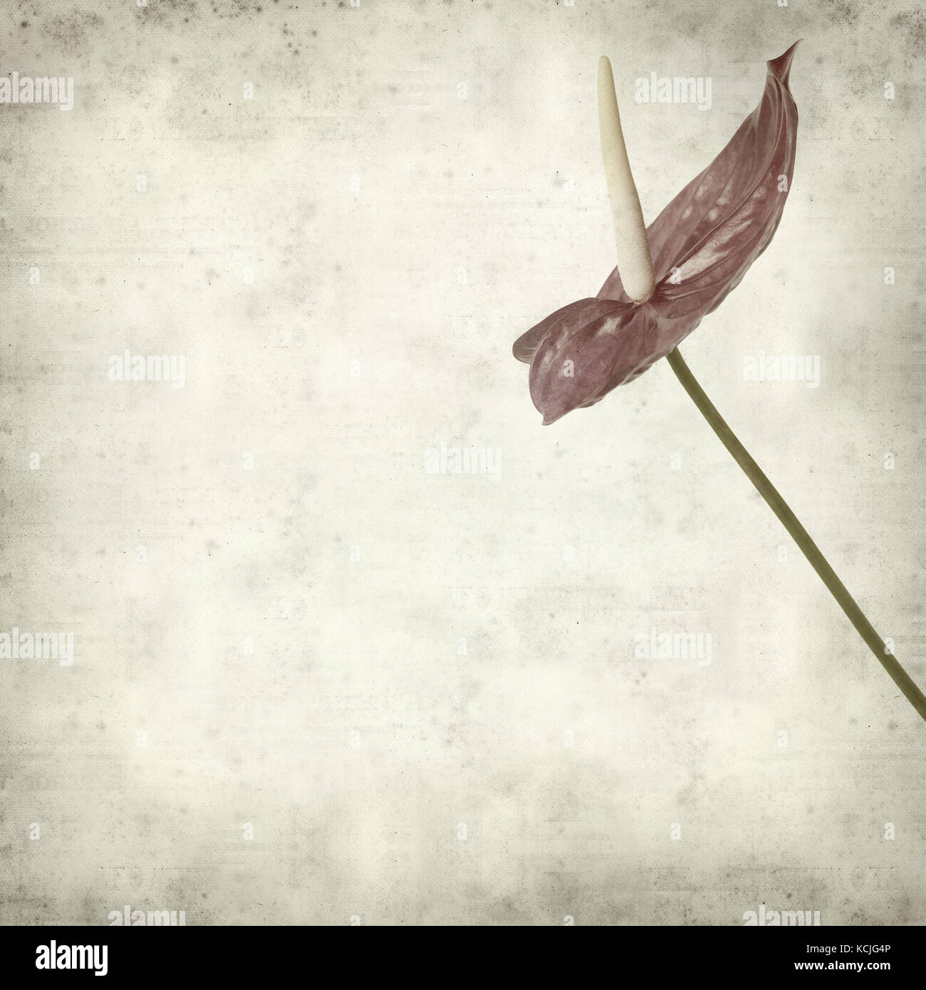 textured old paper background with dull magenta Anthurium flower Stock ...