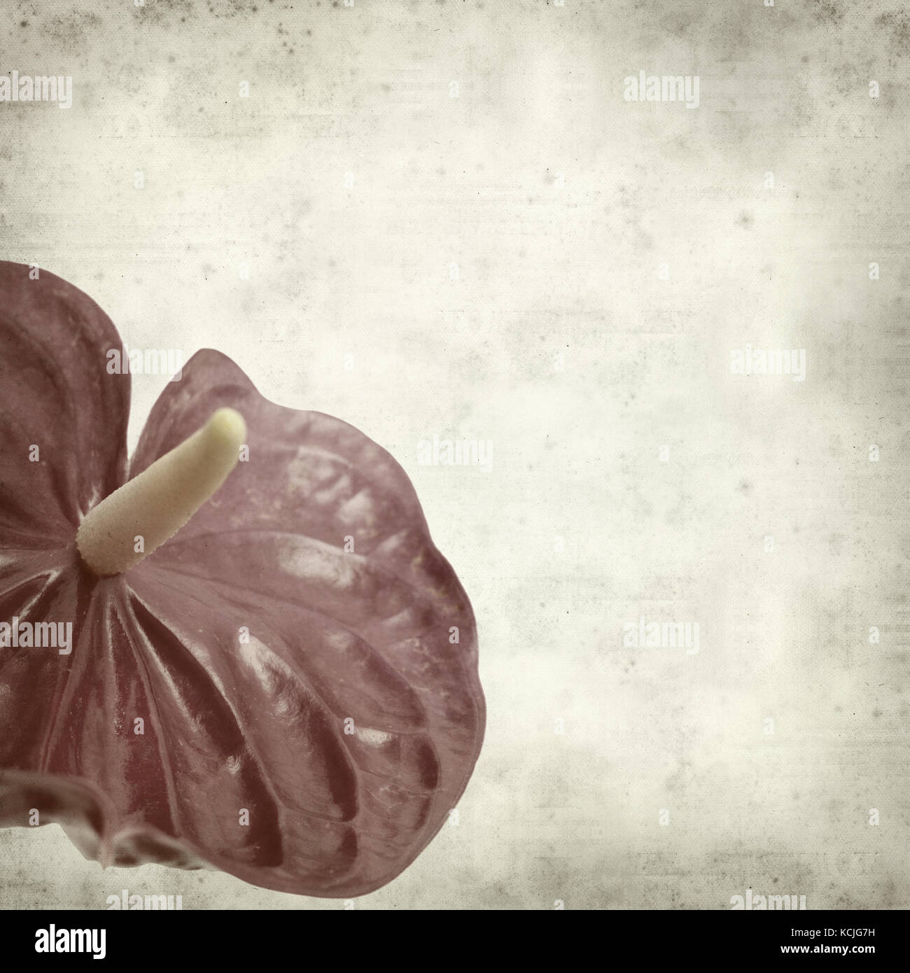 textured old paper background with dull magenta Anthurium flower Stock ...