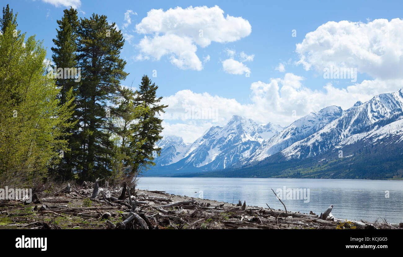 Lewis Lake below Grand Teton mountain range with trees and driftwood on ...