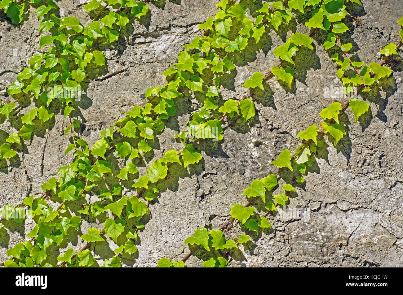 Parthenocissus tricuspidata, the Japanese creeper or Boston ivy, from ...