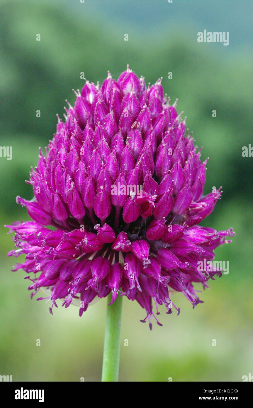 the wildflower Allium sphaerocephalum, the Round-headed leek, family ...