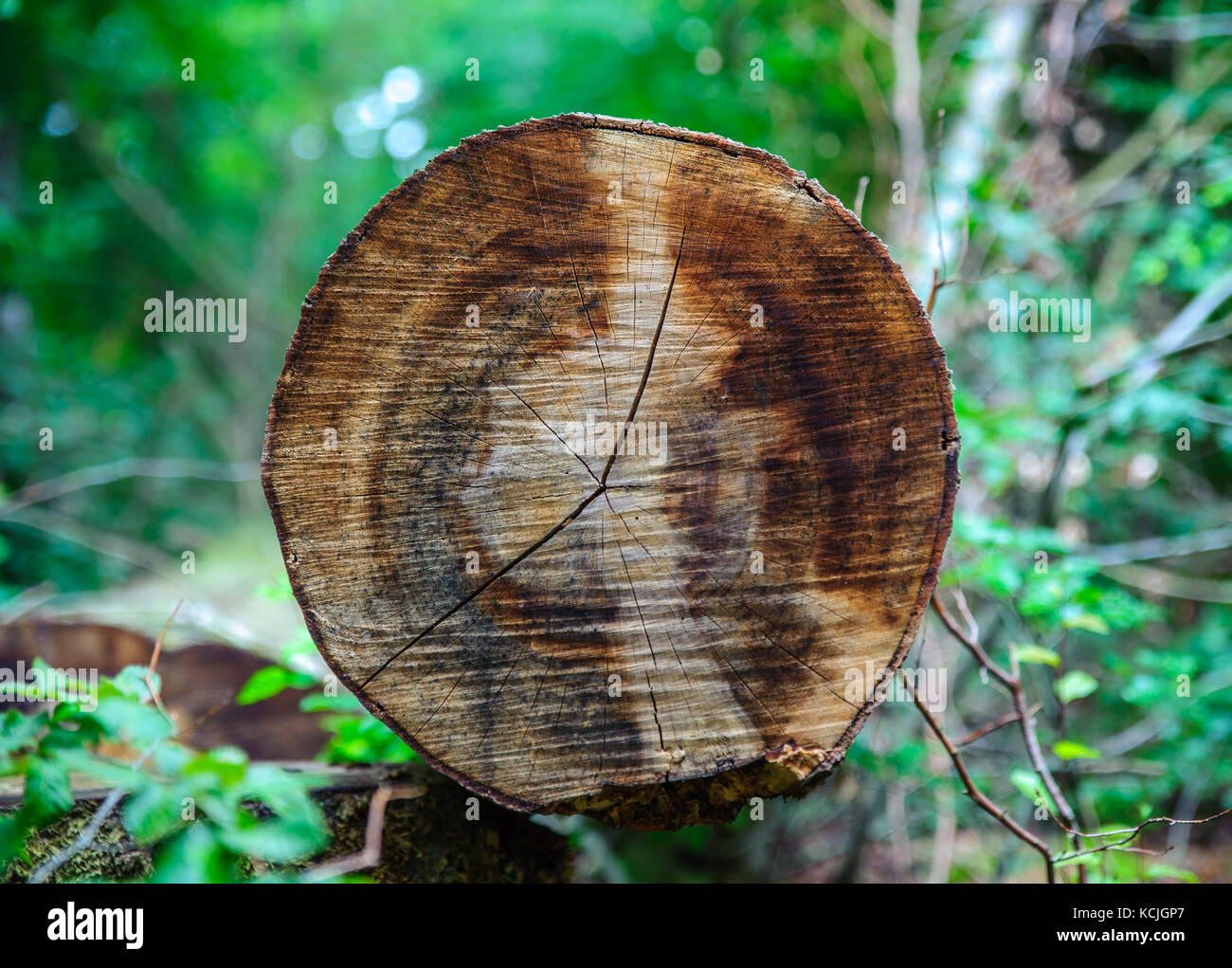 Wood texture, close up cutted tree in the forest, Luxembourg Stock ...