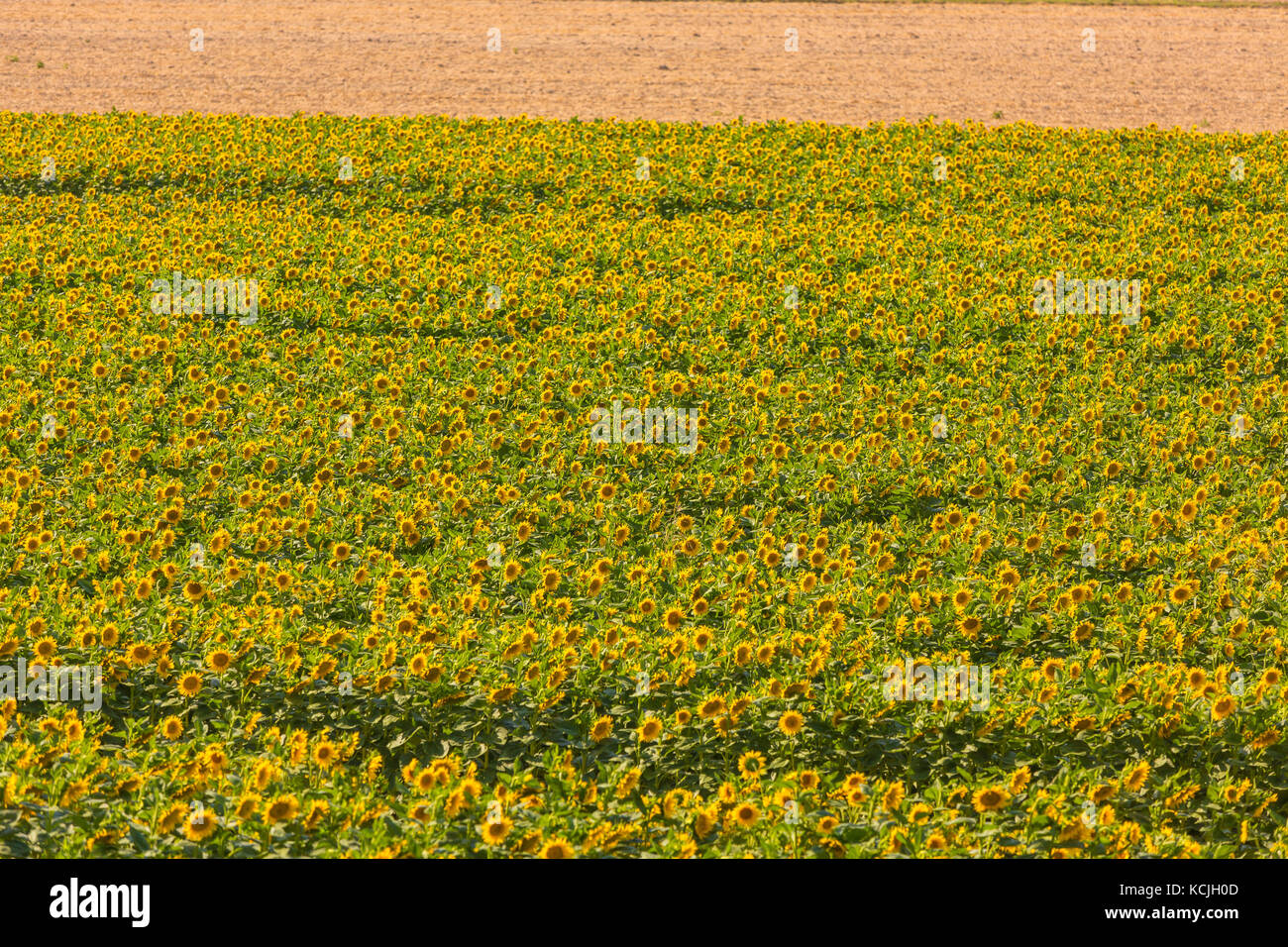 PROVENCE, FRANCE - Field of blooming sunflowers Stock Photo - Alamy