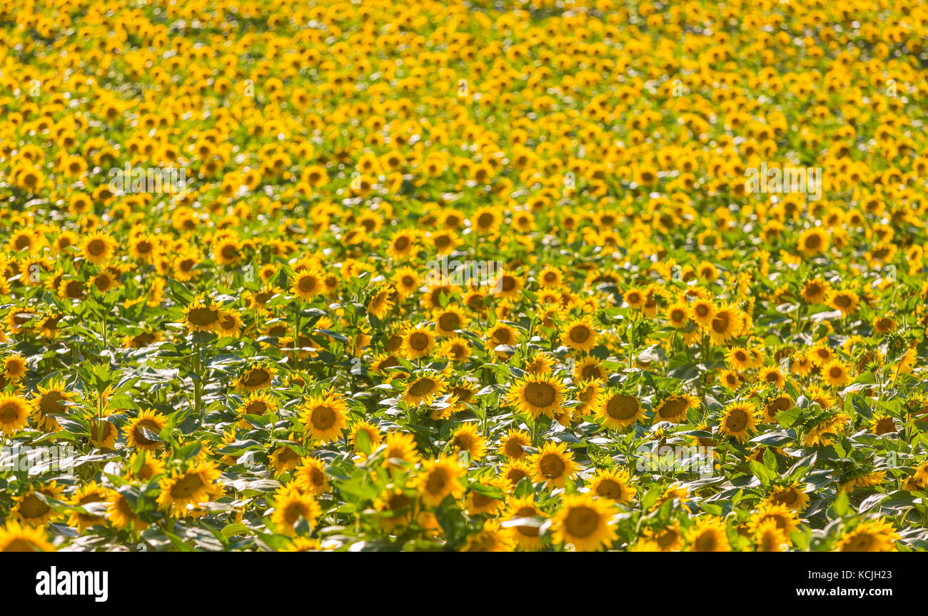 PROVENCE, FRANCE - Field of blooming sunflowers Stock Photo - Alamy