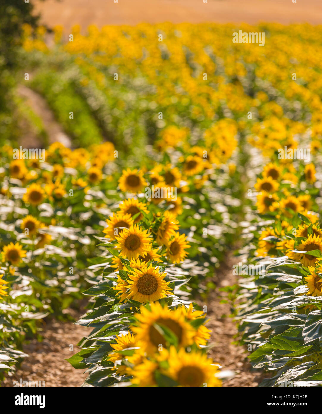 PROVENCE, FRANCE - Field of blooming sunflowers Stock Photo - Alamy