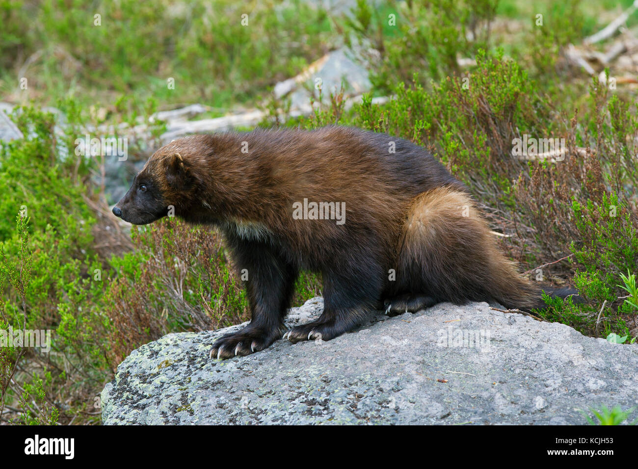 Wolverine Glutton Carcajou Gulo Gulo High Resolution Stock Photography ... Wolverine Glutton Carcajou Gulo Gulo High Resolution Stock Photography ...