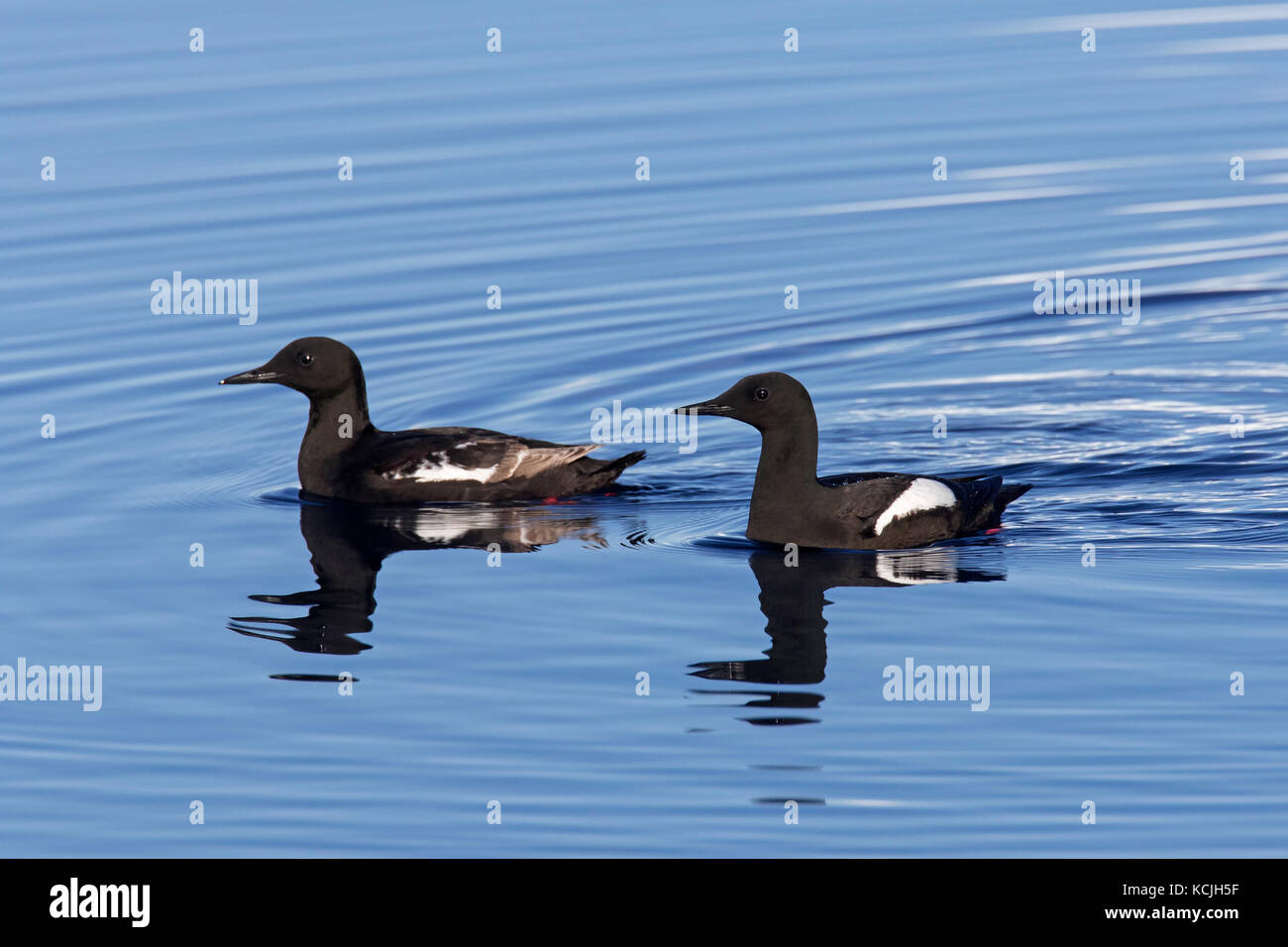 Two black guillemots / tysties (Cepphus grylle) in breeding plumage ...