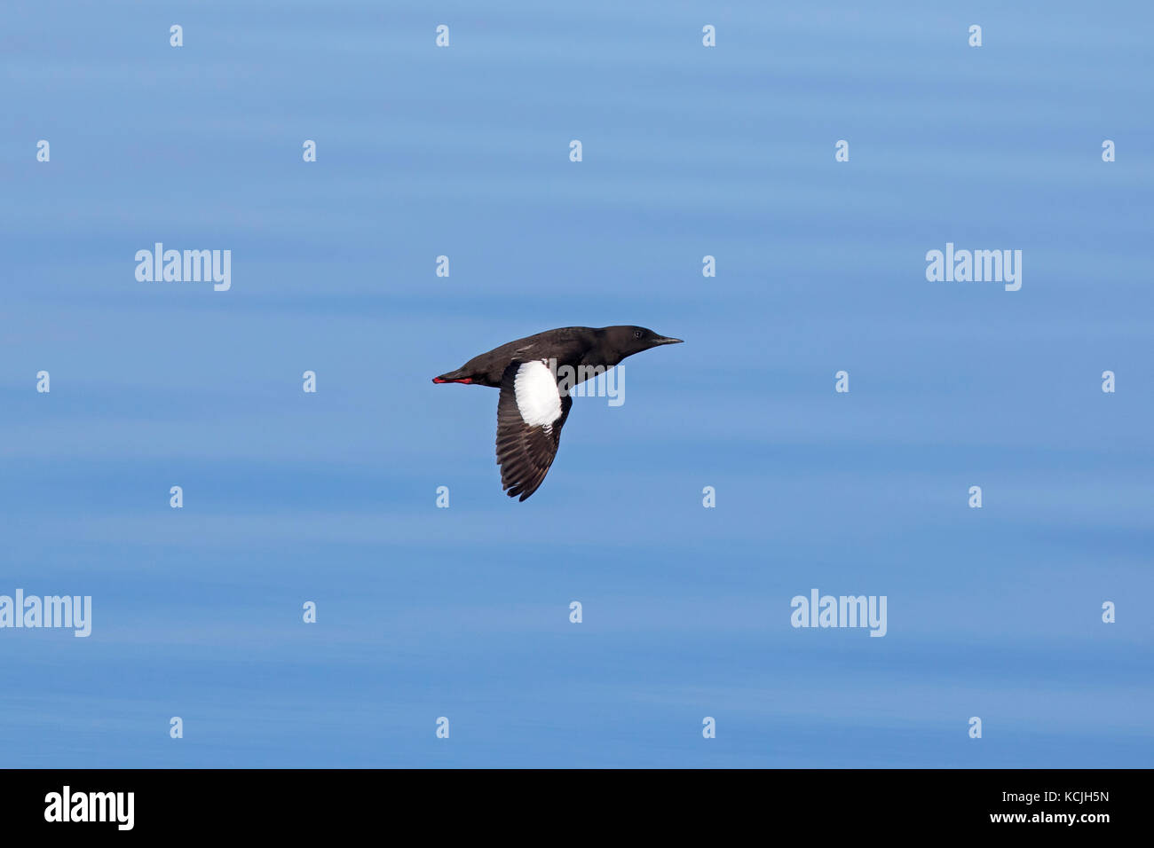 Flying Guillemot Over Water High Resolution Stock Photography and ...