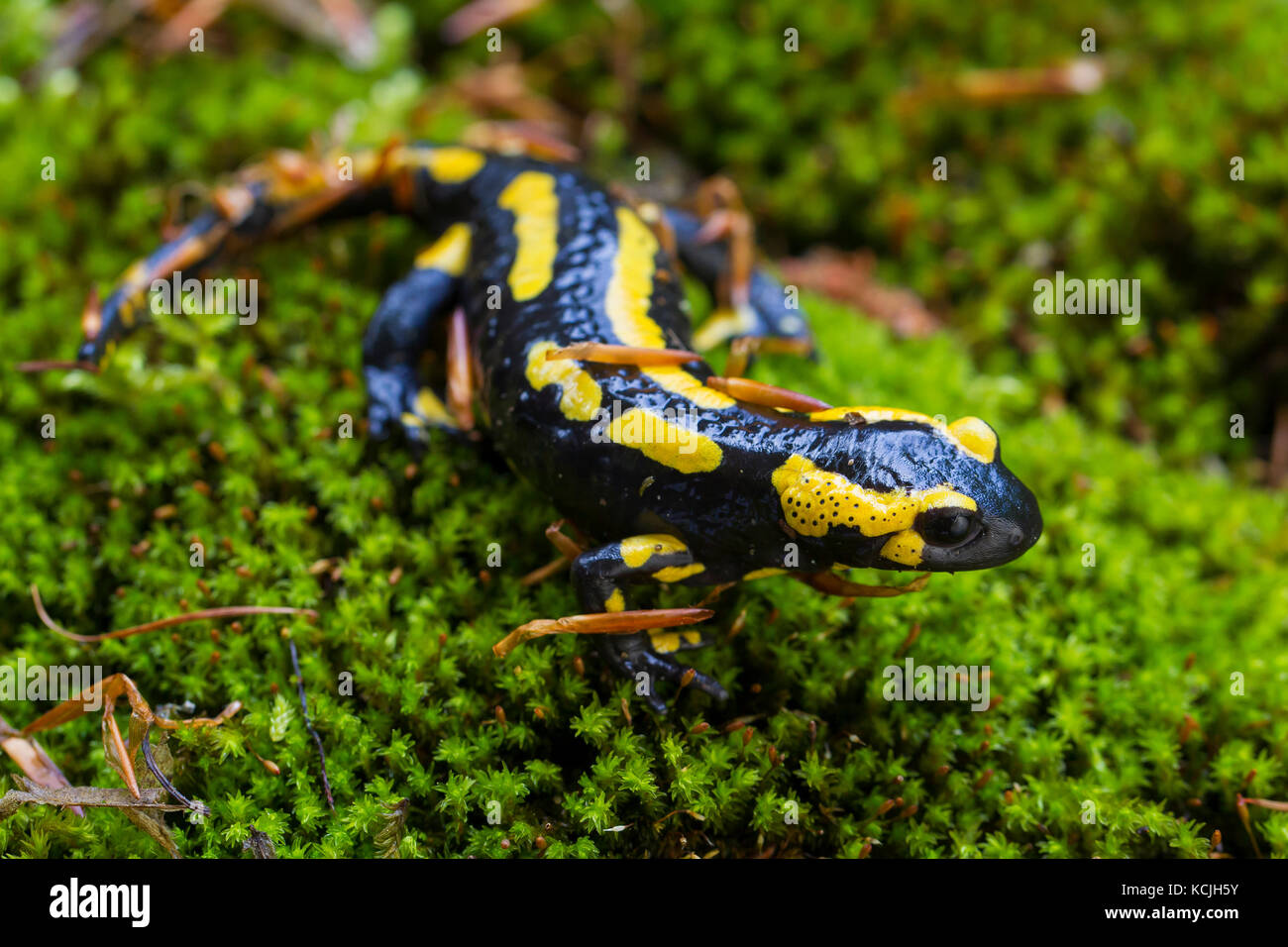 Colorful salamander hi-res stock photography and images - Alamy