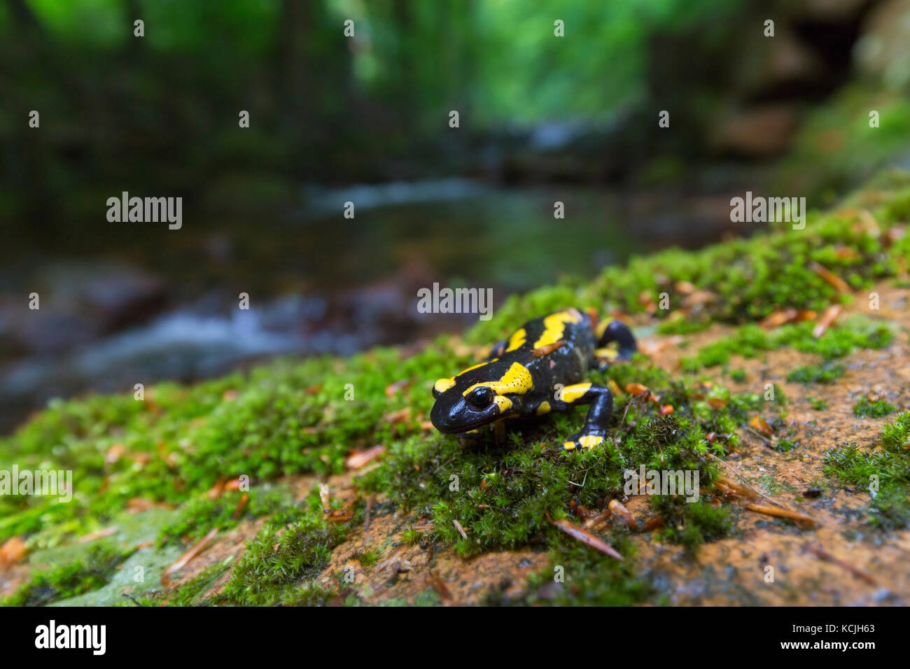 European salamander / Fire salamander (Salamandra salamandra) near ...