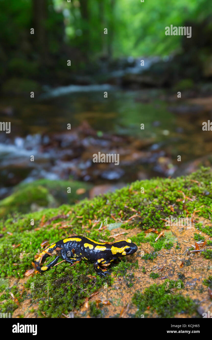 European salamander / Fire salamander (Salamandra salamandra) near ...