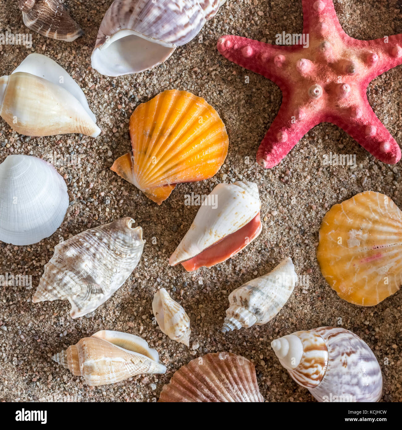 Various seashells on sand Stock Photo - Alamy