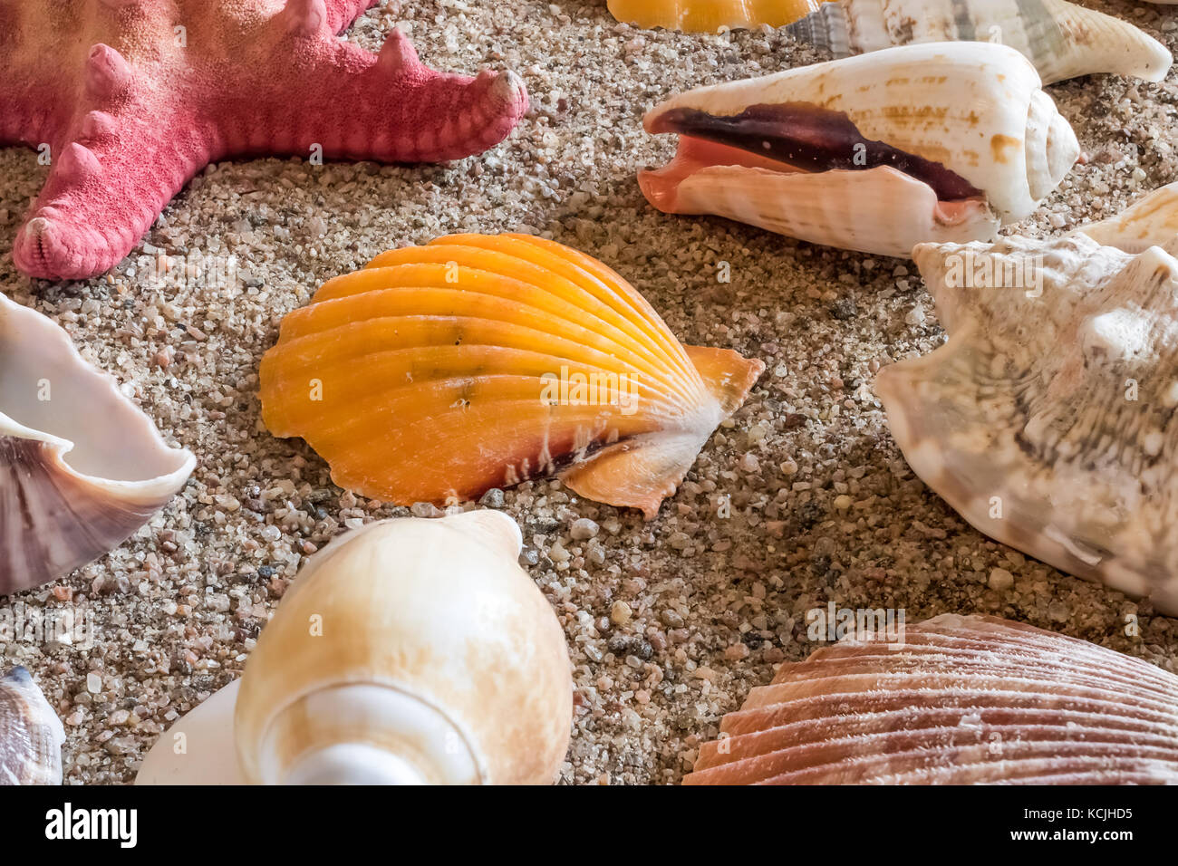 Various seashells on sand Stock Photo - Alamy