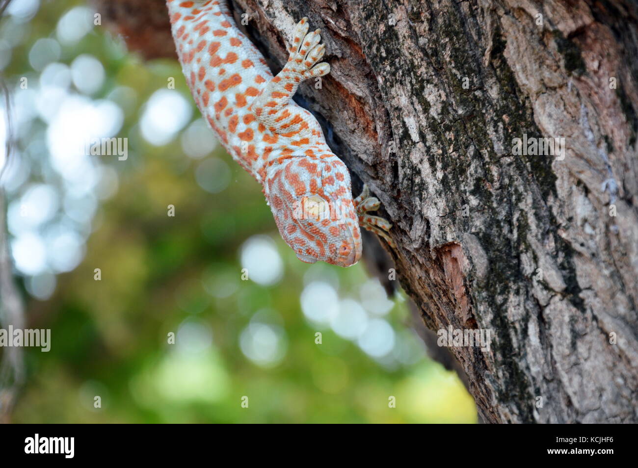 green gecko hanging on the tree Stock Photo - Alamy