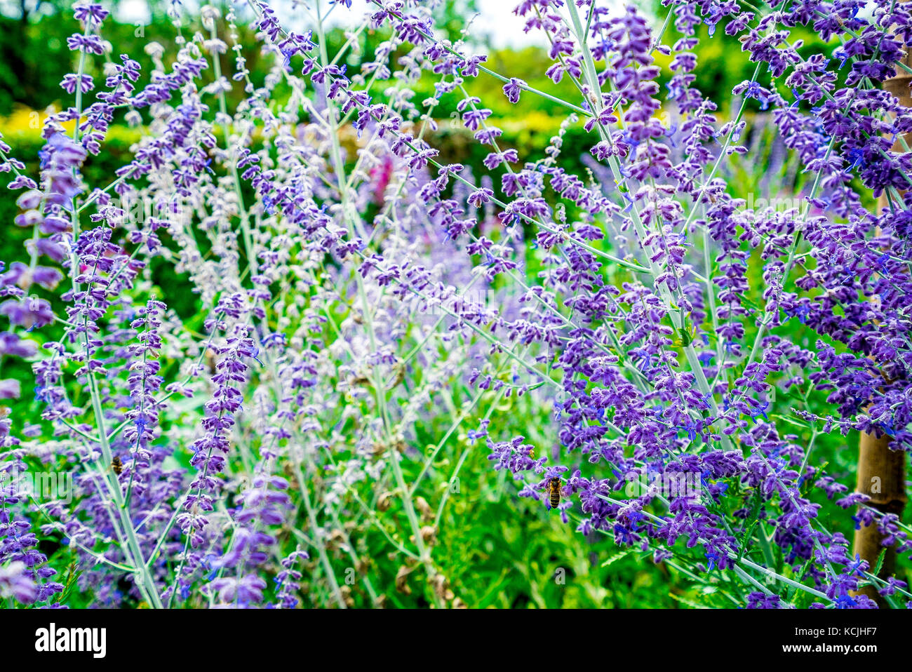 Bright purple lavender growing in a French garden Stock Photo - Alamy