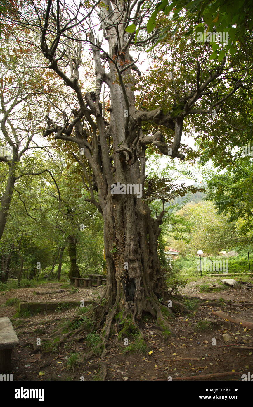 Aged tree hi-res stock photography and images - Alamy