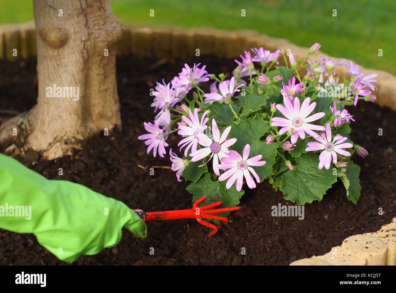Gardeners hand planting purple daisy wheels in garden Stock Photo - Alamy