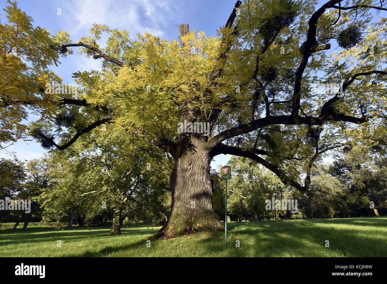 Kromeriz, Zlin Region. 4th Oct, 2017. The Czech Tree of the Year 2017 ...