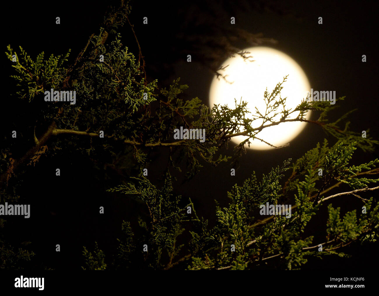 Essex, UK. 5th Oct, 2017. UK Weather: The Harvest Moon is the name ...