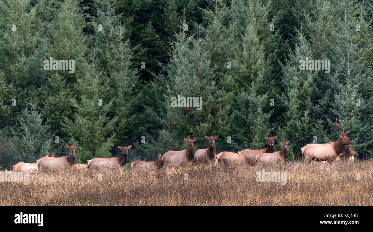 Elkton, OREGON, USA. 5th Oct, 2017. A herd of wild Roosevelt elk stand ...