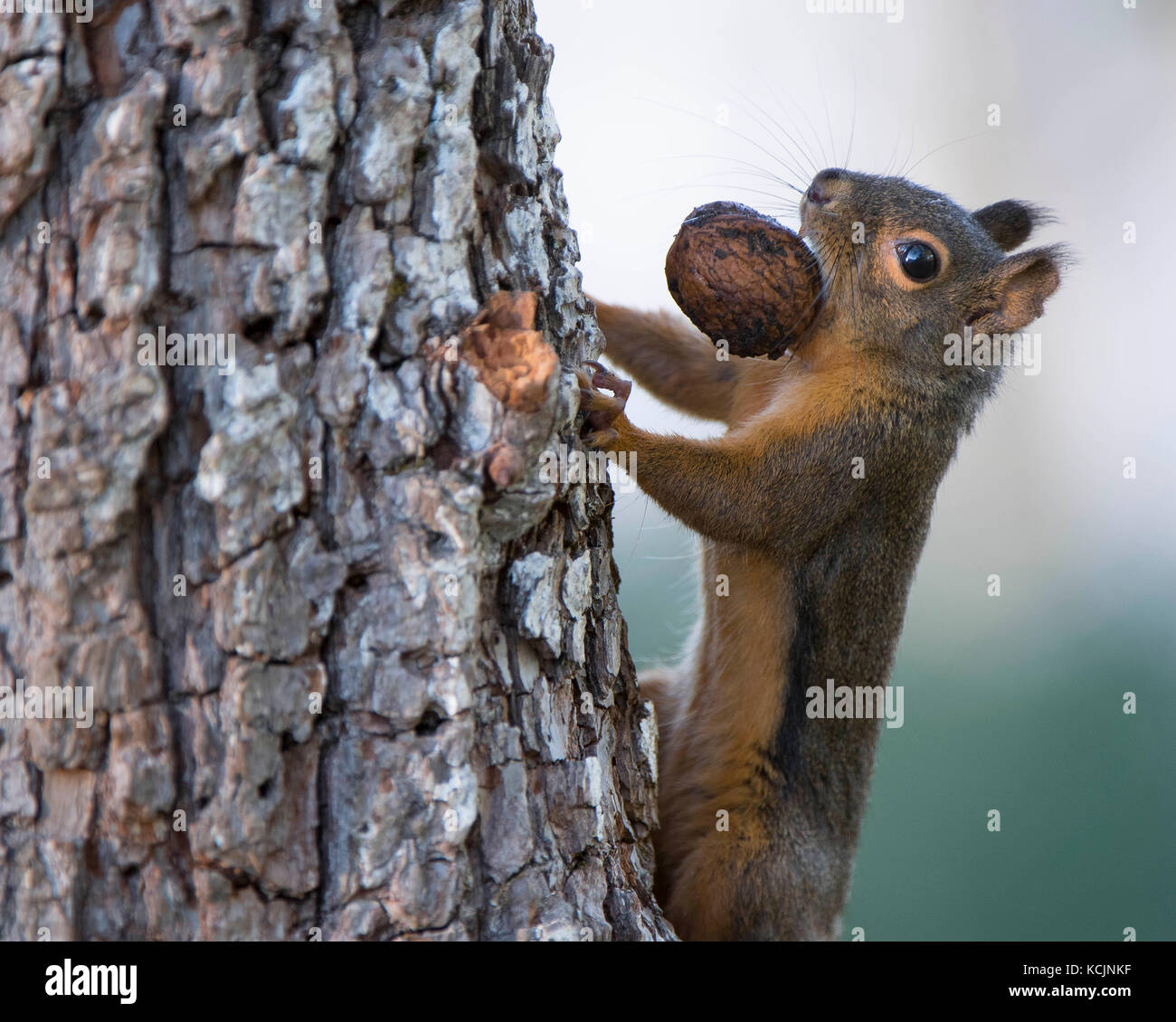 Elkton, OREGON, USA. 5th Oct, 2017. A pine squirrel holds a walnut in ...