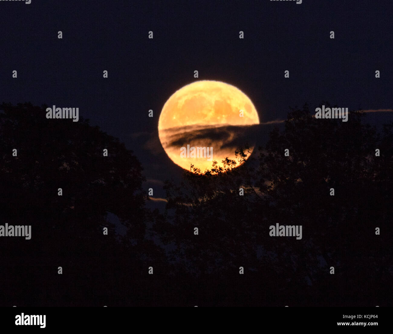 Harvest Moon Rising Over Woods