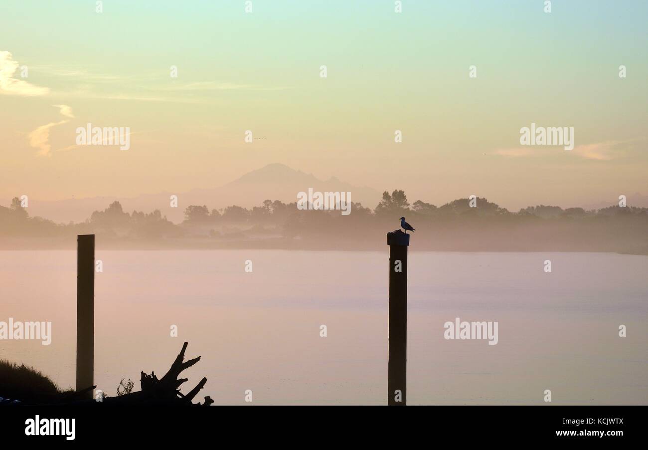 An early bird is waiting for upcoming sunrising Stock Photo - Alamy