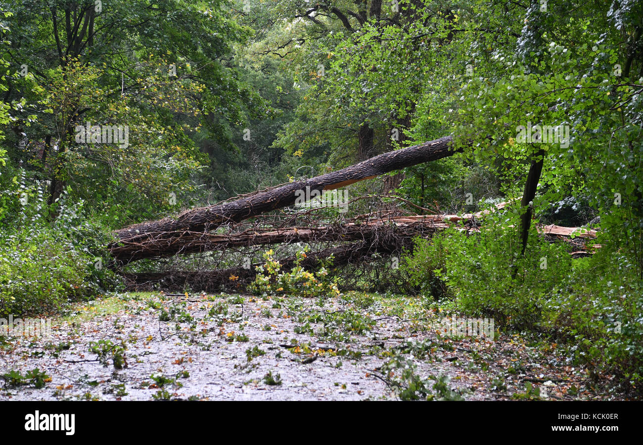 Bremen, Germany. 6th Oct, 2017. Fallen trees block the roads inside the ...