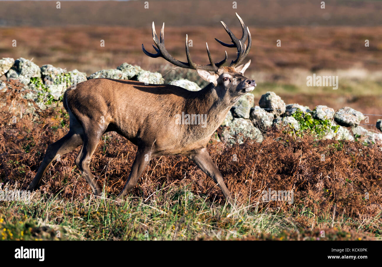 Heathland cornwall hi-res stock photography and images - Alamy