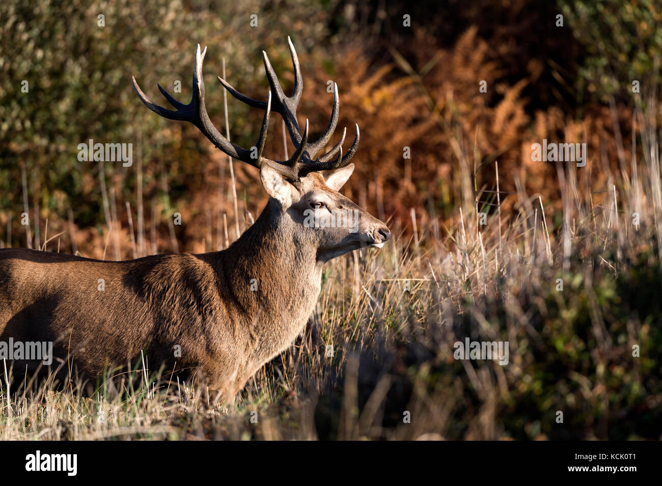 Heathland cornwall hi-res stock photography and images - Alamy