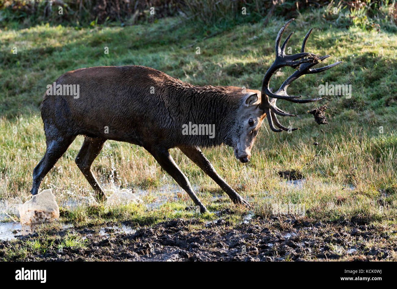 Lands End, Cornwall, UK. 6th October, 2017. Red Deer Mud bathes and ...
