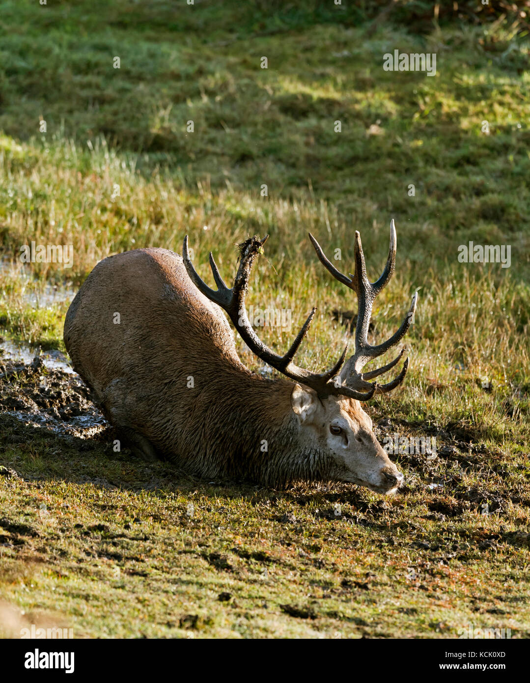 Lands End, Cornwall, UK. 6th October, 2017. Red Deer Mud bathes and ...