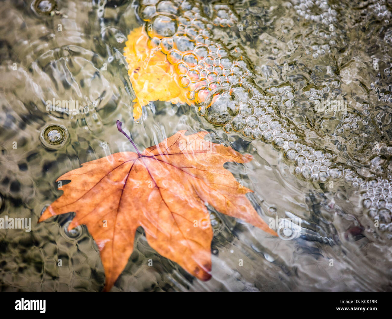Autumn leaves can be seen floating between bubbles in the well of the ...
