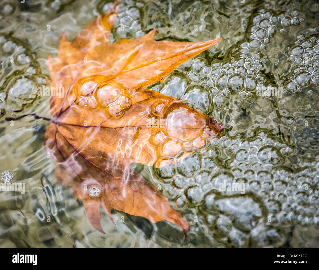Autumn leaves can be seen floating between bubbles in the well of the ...