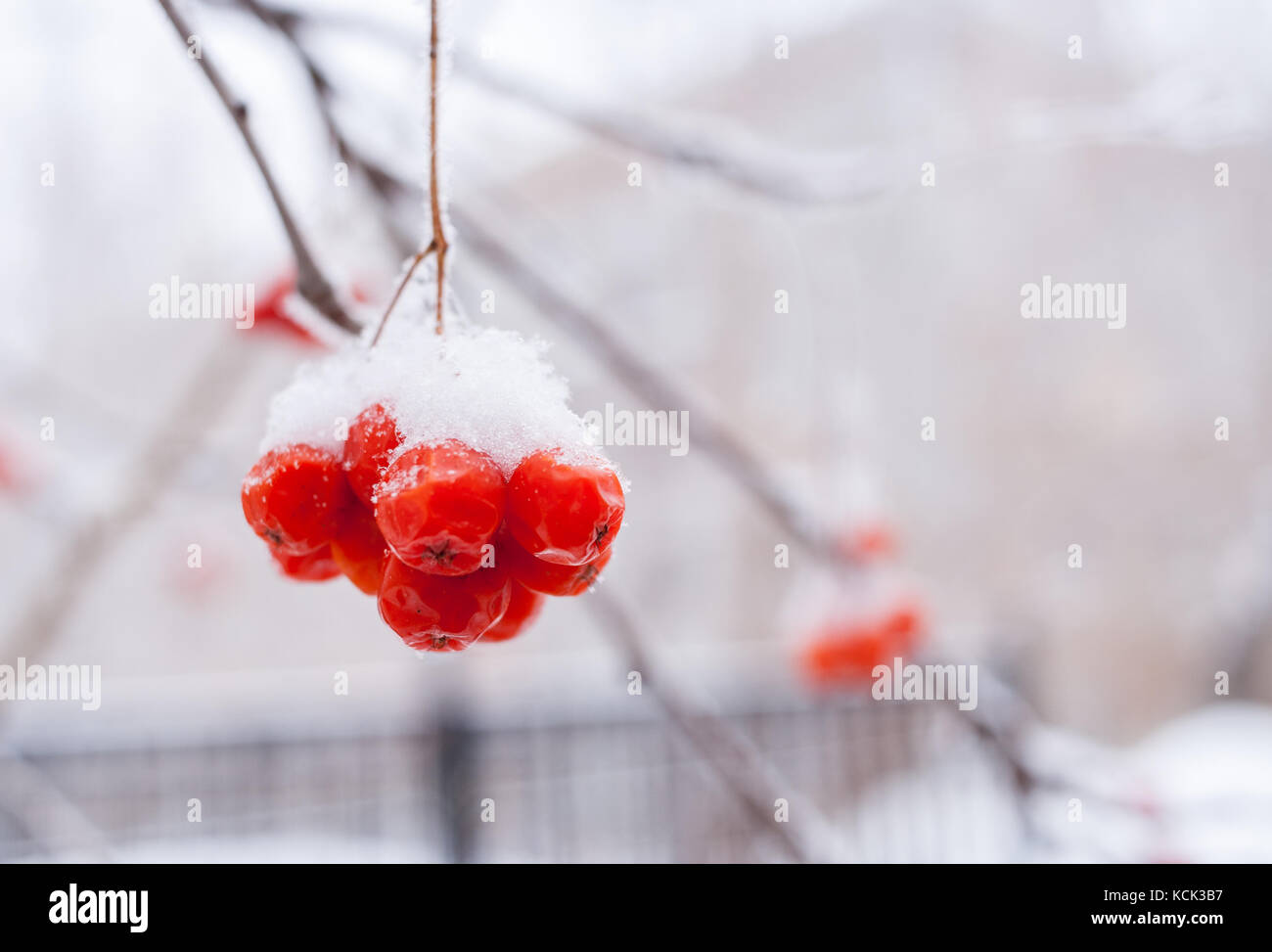 Snow-covered bunch of mountain ash with red berries on winter ...