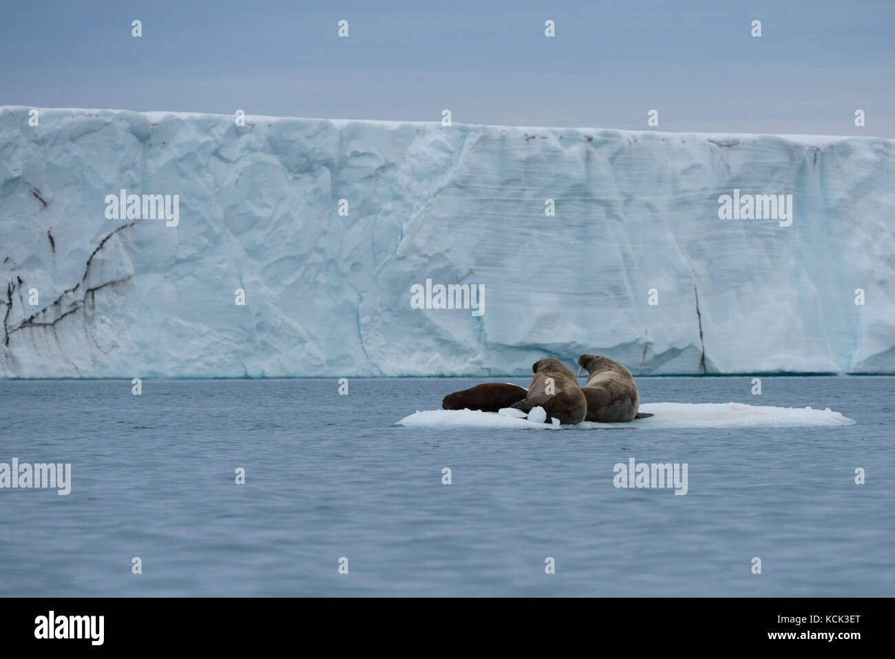 Norway, Svalbard, Nordaustlandet, Nordaust-Svalbard Nature Reserve ...