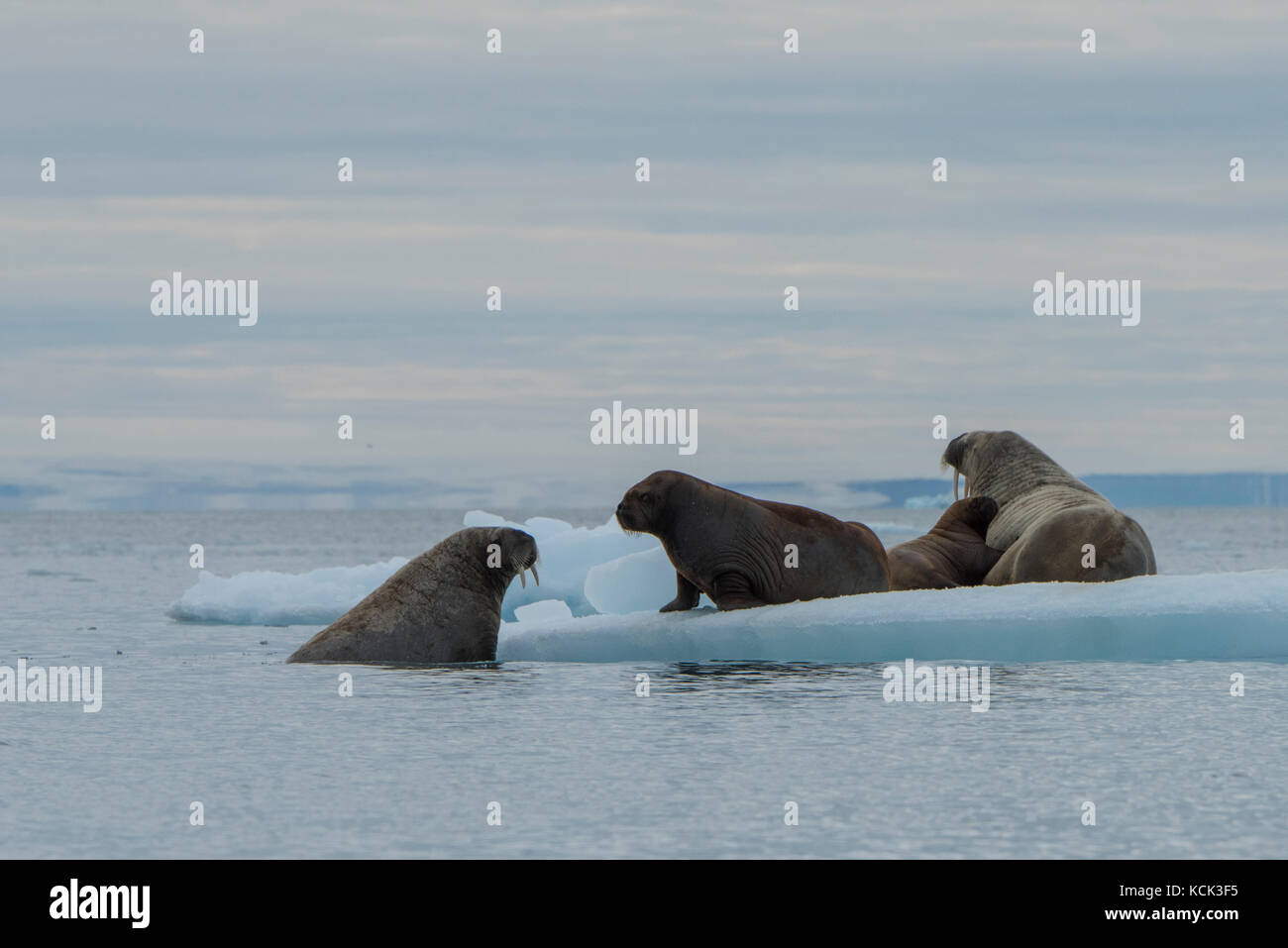 Norway, Svalbard, Nordaustlandet, Nordaust-Svalbard Nature Reserve ...