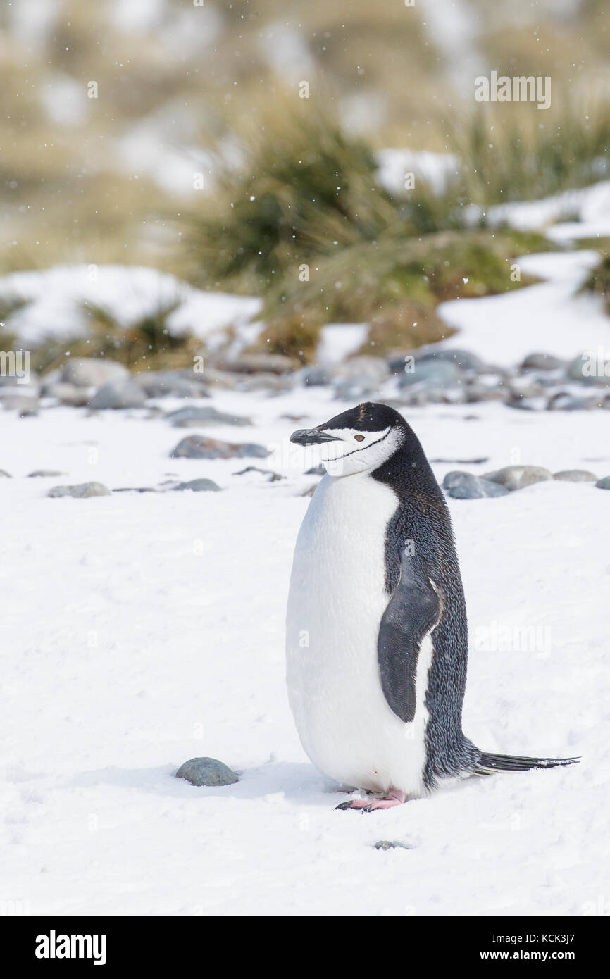 Chinstrap Penguin (Pygoscelis antarcticus) perched on a rocky snow ...