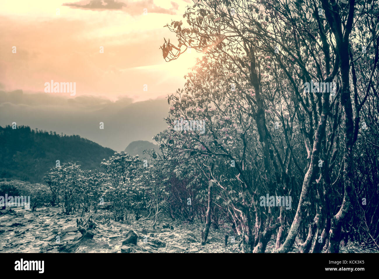 Spring misty mountain landscape with rhododendrons Stock Photo - Alamy