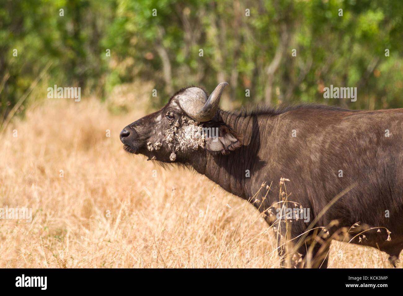 Papillomatosis In Cattle