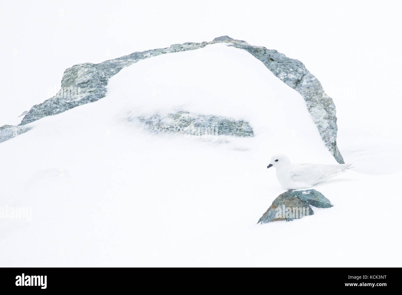 Snow Petrel (Pagodroma nivea) on snow on South Georgia Island Stock ...