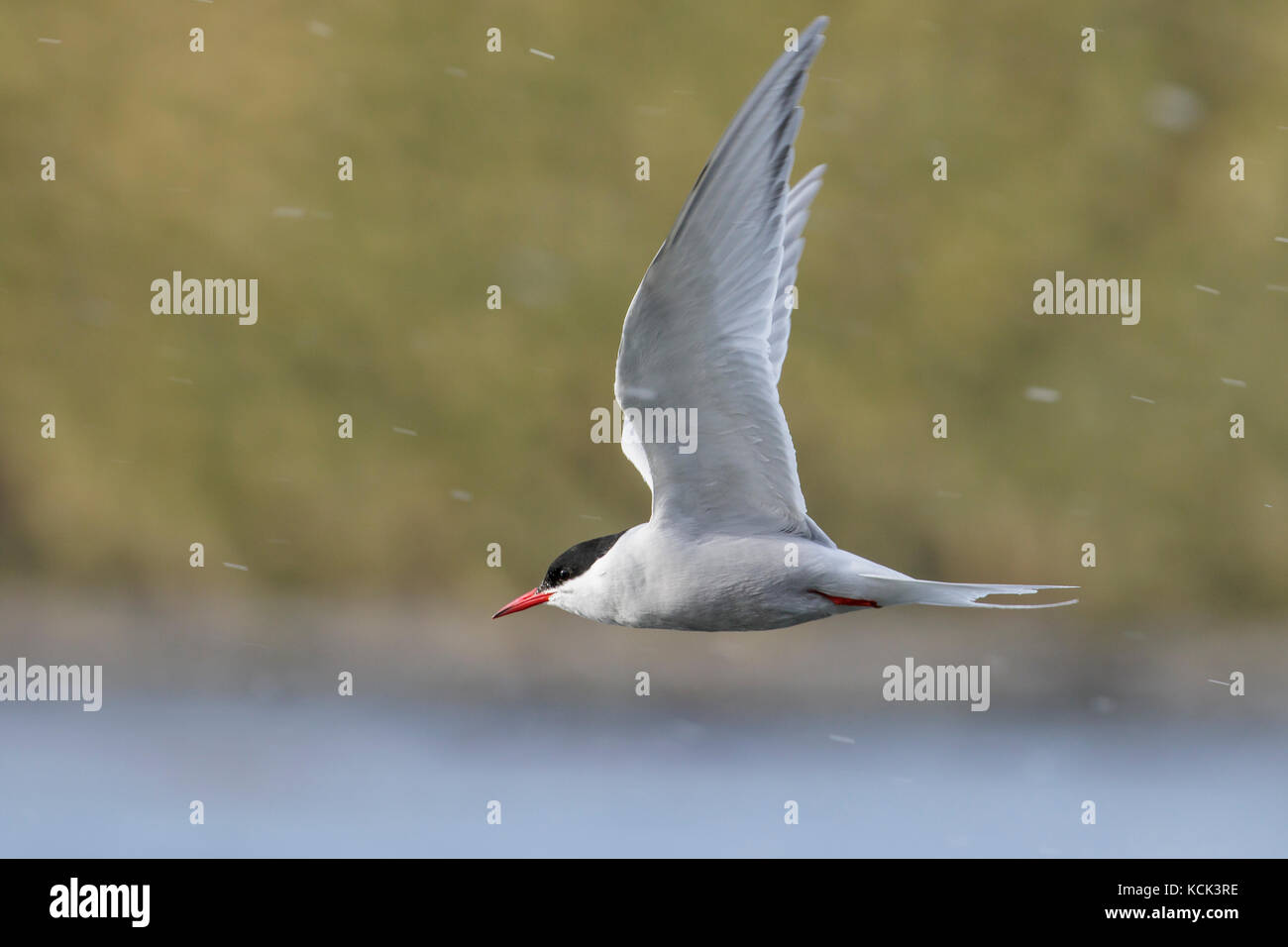 Antarctic Tern (Sterna vittata) flying over the ocean searching for ...
