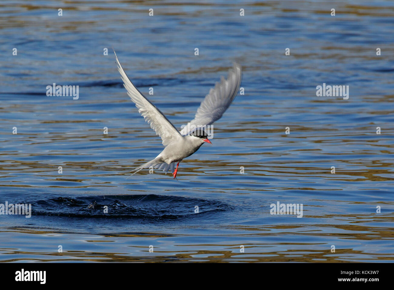 Antarctic Tern (Sterna vittata) flying over the ocean searching for ...