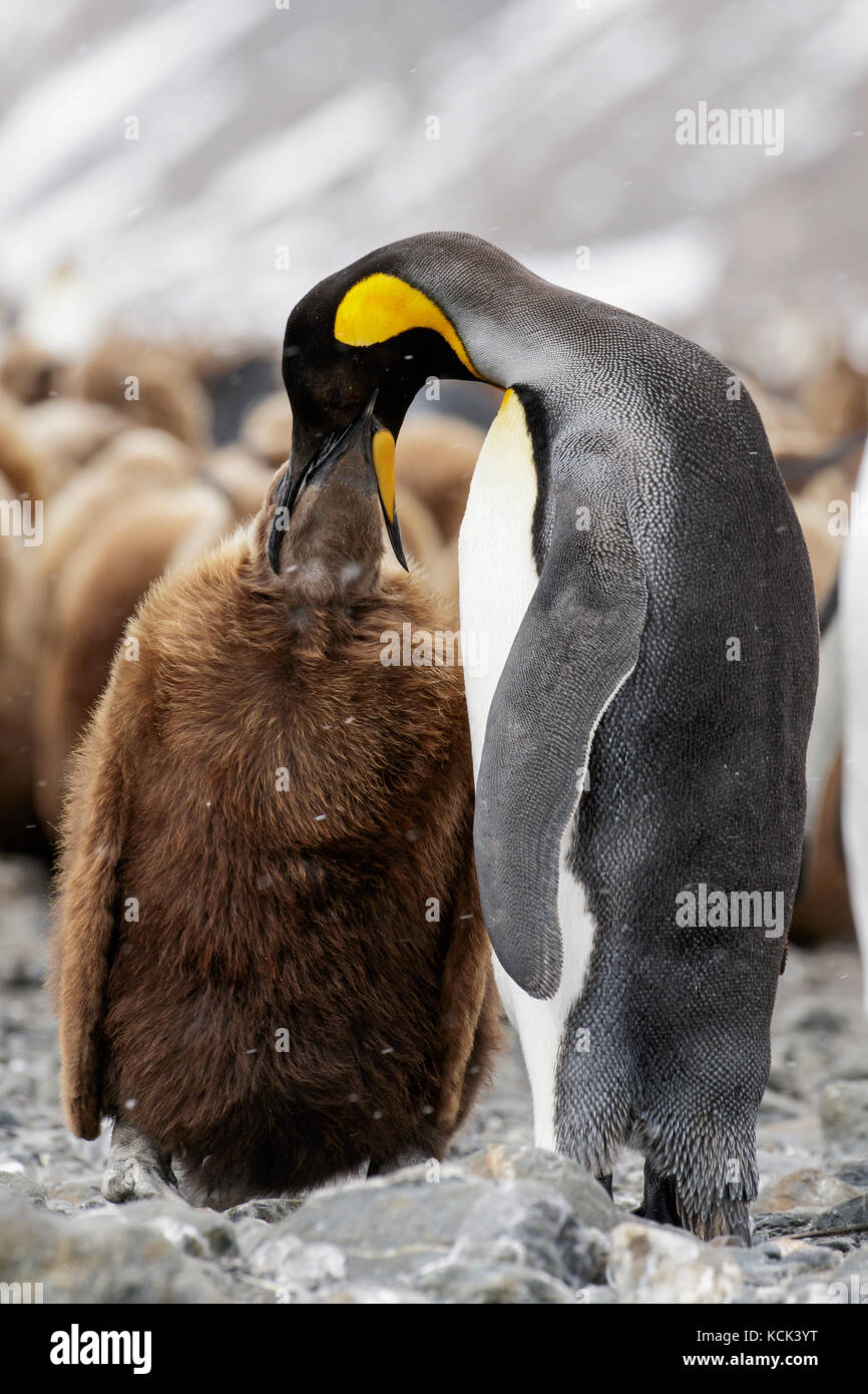 King penguin chicks aptenodytes patagonicus hi-res stock photography ...